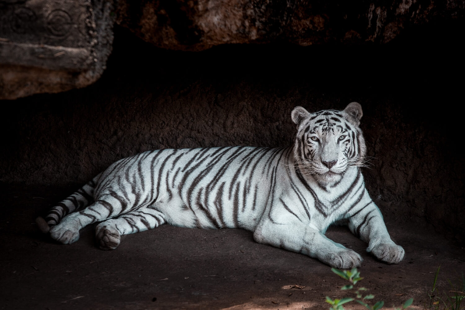 La Aurora Zoo in Guatemala City: Der beste Zoo in Mittelamerika